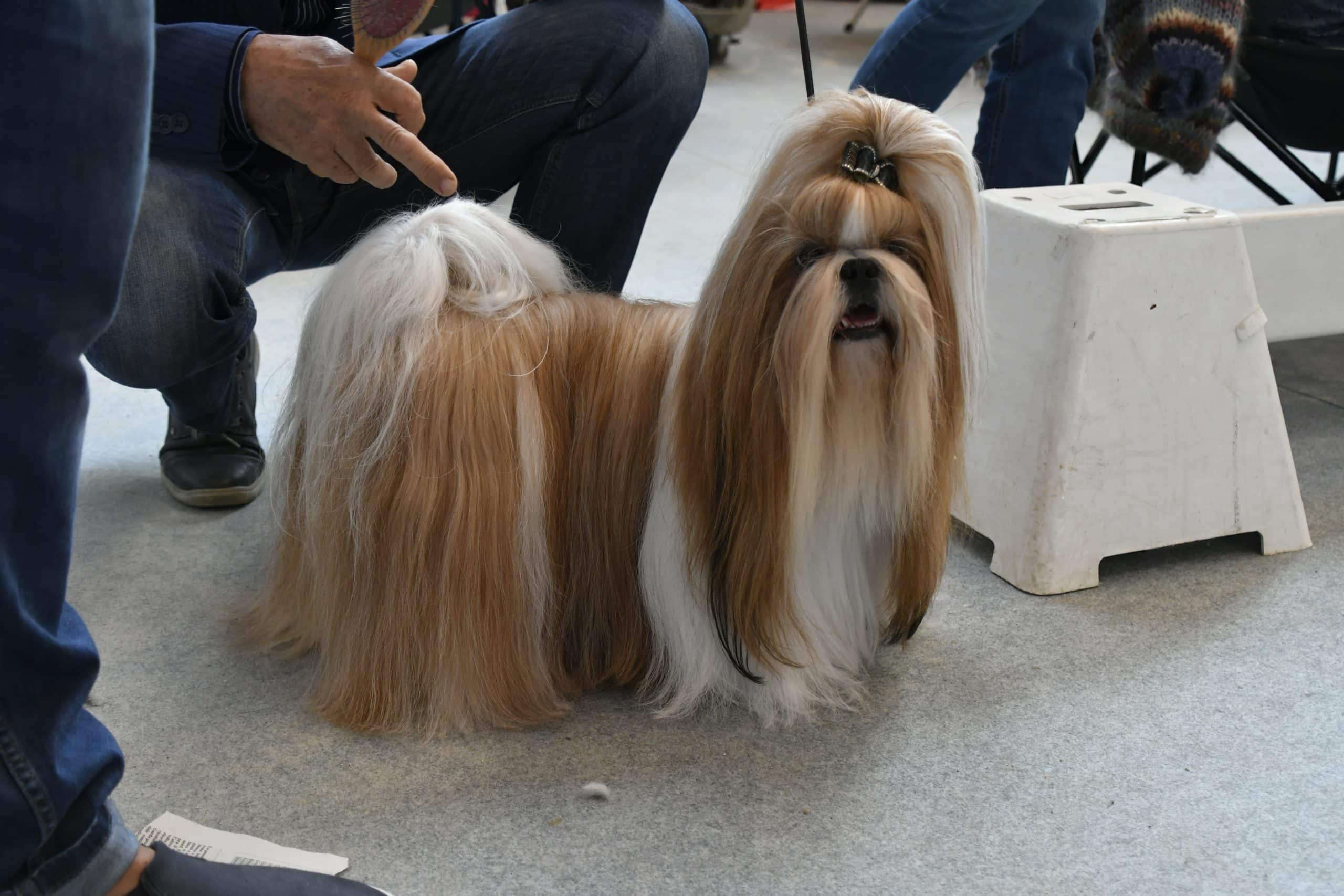 Salon de toilettage pour chiens à Confignon - Le Toilettage